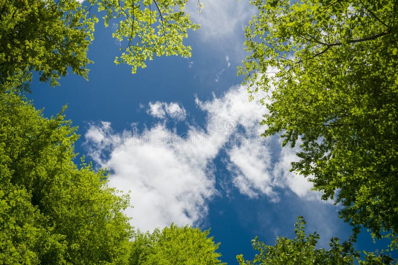 Feuillage et ciel verts photo stock. Image du stationnement - 45204166