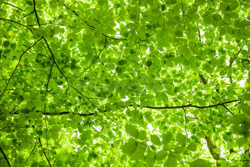 Feuillage vert image stock. Image du arbre, horizontal - 45204175