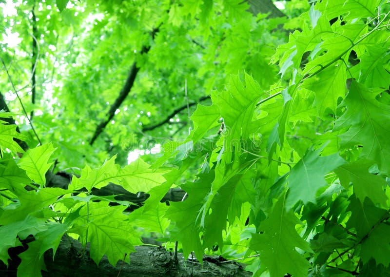 Feuillage vert image stock. Image du branchement, frais - 58611