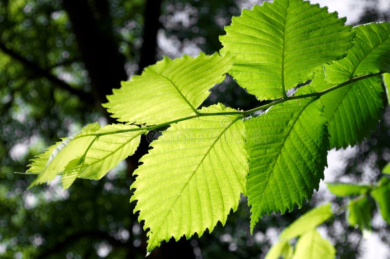 Feuillage vert photo stock. Image du environnement, lame - 9749158