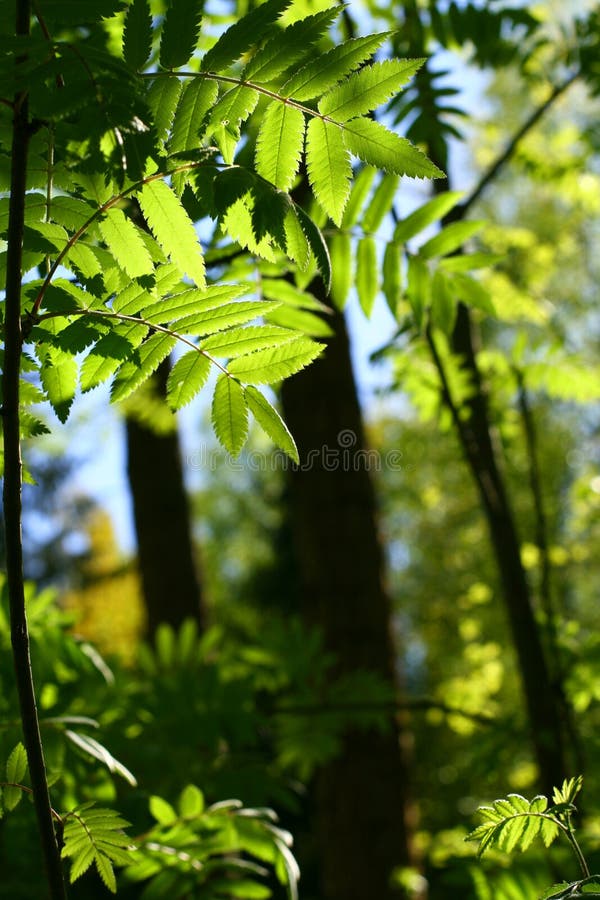Feuillage Vert Incroyable De Lame Photo stock - Image du pluie, normal ...