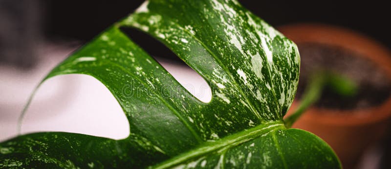 Feuille Blanche. Semis De Monstera Variegata. Plante Tropicale. Image ...