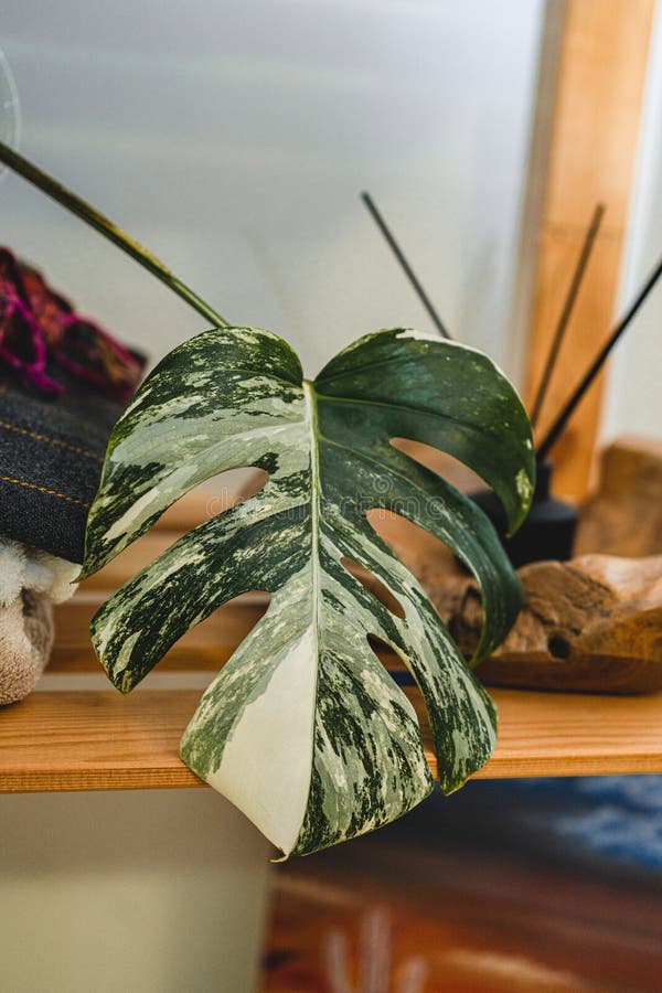 Feuille Blanche. Semis De Monstera Variegata. Plante Tropicale. Photo ...