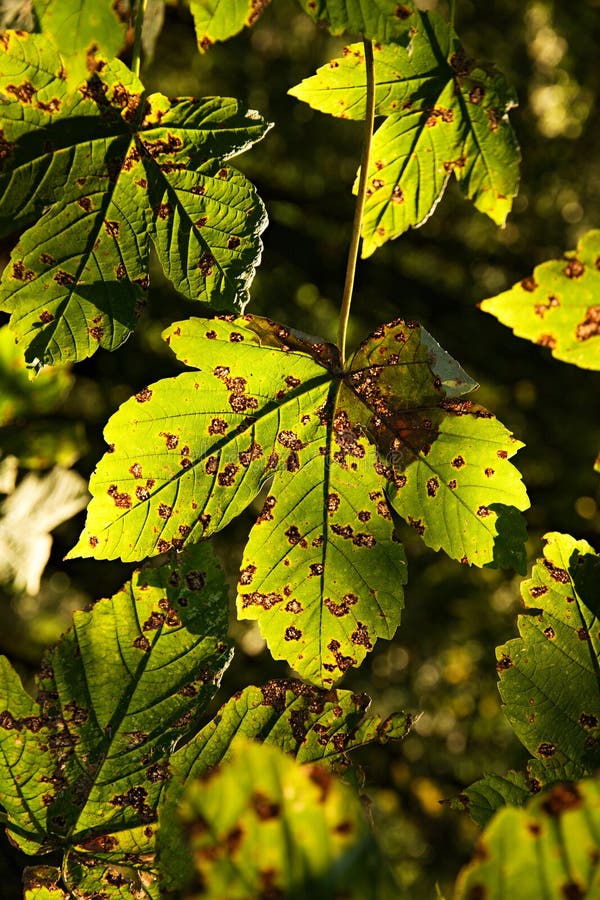Feuille d'érable malade image stock. Image du forêt, maladie - 44435361