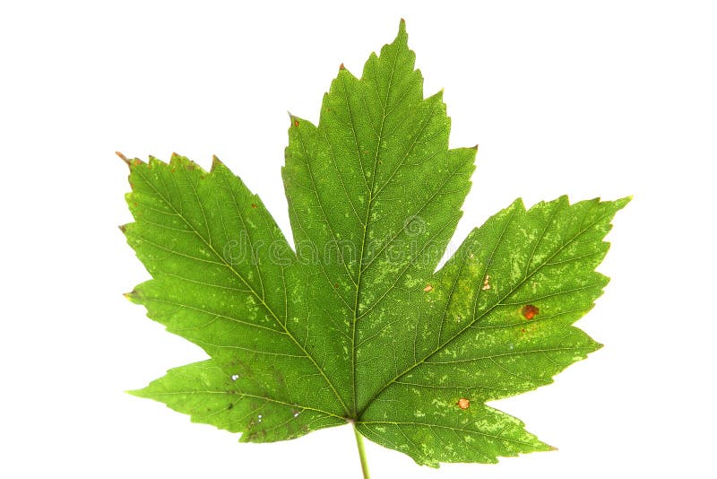 Feuille d'érable verte photo stock. Image du automne - 39692968