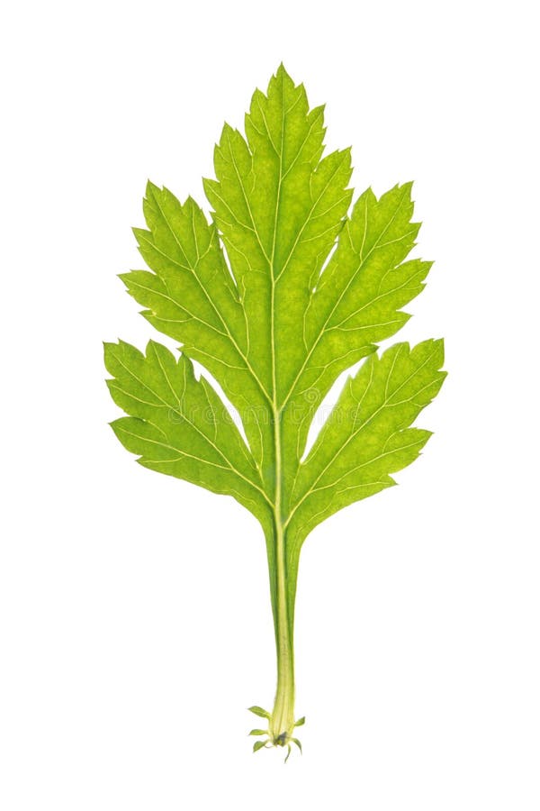 Feuille D'absinthe Commune D'isolement Sur Le Blanc Photo stock - Image ...