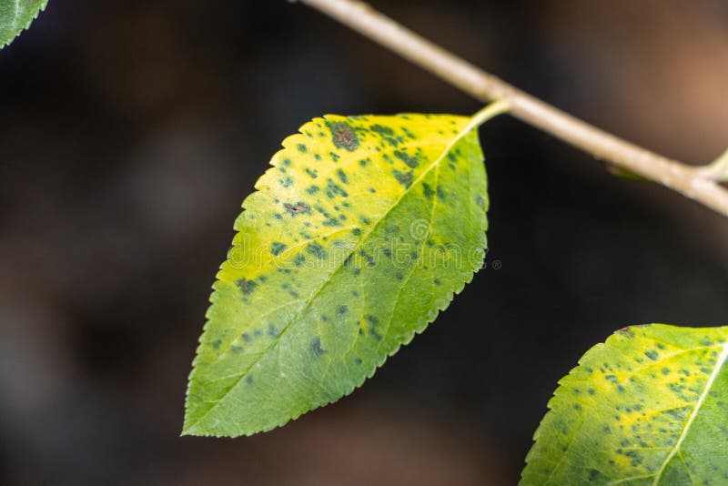 Feuille D'arbre Malade Avec Taches Photo stock - Image du branchement ...