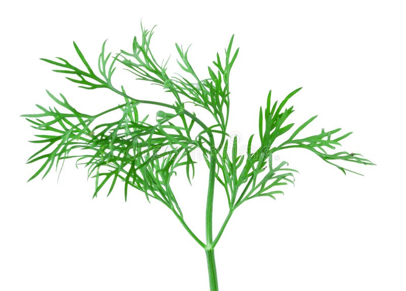 Feuille d'herbe d'aneth photo stock. Image of fond, couleur - 40844064