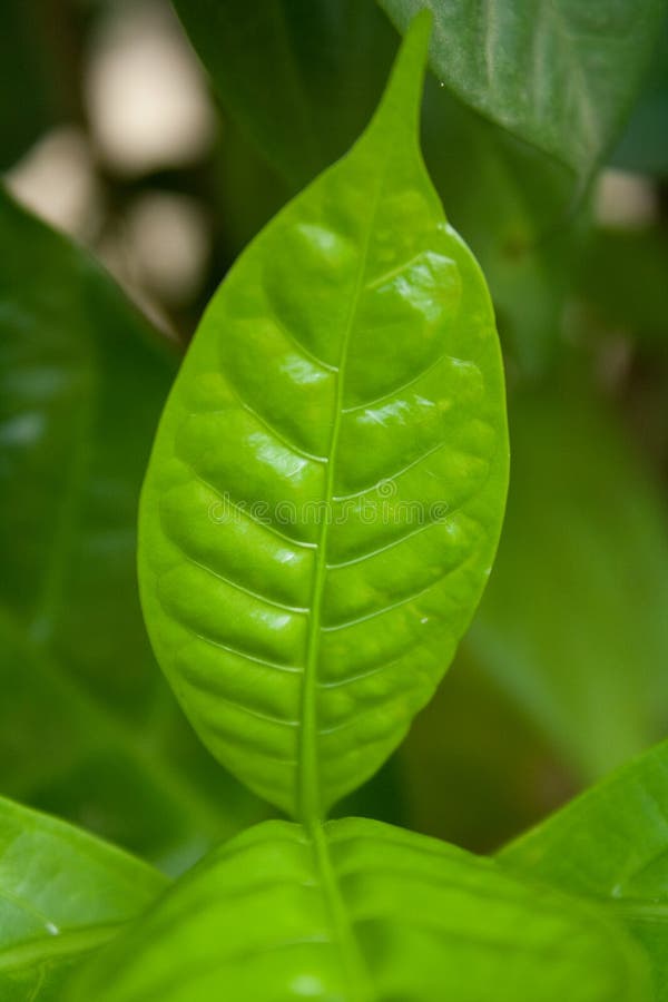 Feuille d'un citronnier image stock. Image du symétrique - 64295571