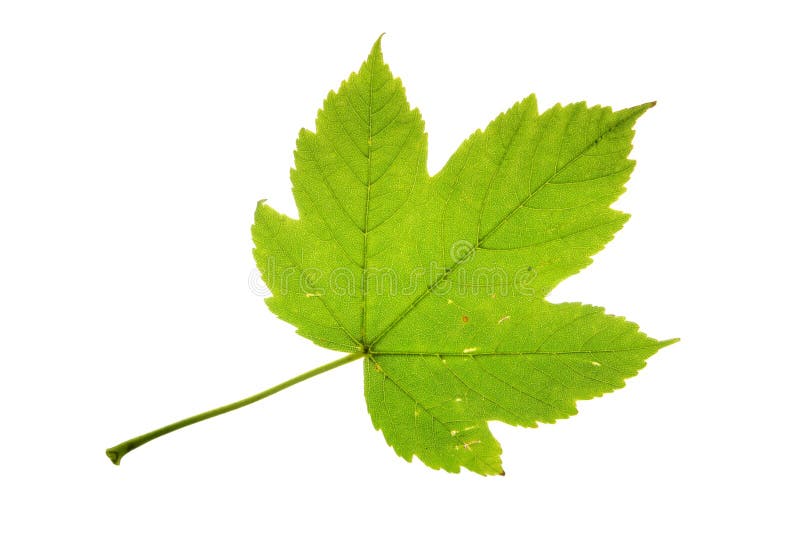 Feuille D'érable De Sycomore (pseudoplatanus D'Acer) D'isolement Photo stock - Image du acer ...