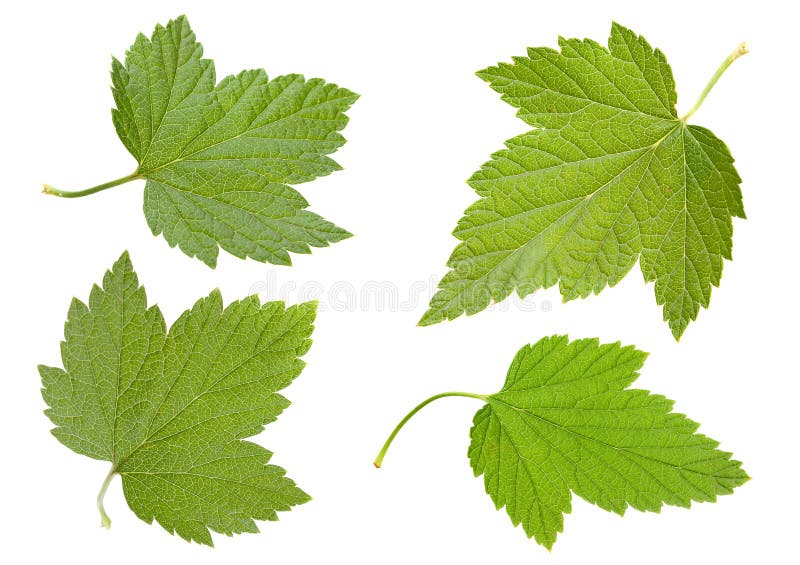 Feuille de groseille photo stock. Image du floral, accroissement - 41273738