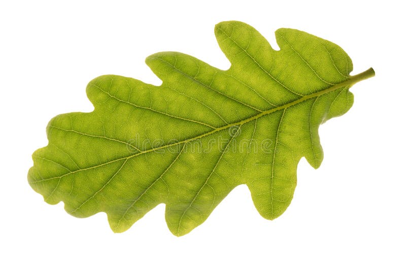 Feuille Verte De Chêne D'isolement Sur Le Fond Blanc Image stock ...