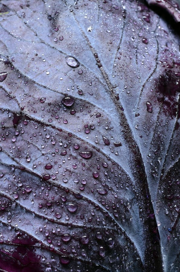 27,109 Feuille De Chou Rouge Photos libres de droits et gratuites de ...