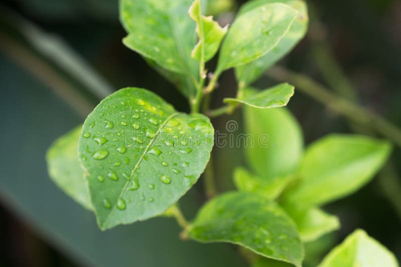 Feuille de citronnier photo stock. Image du citron, fermer - 69923894