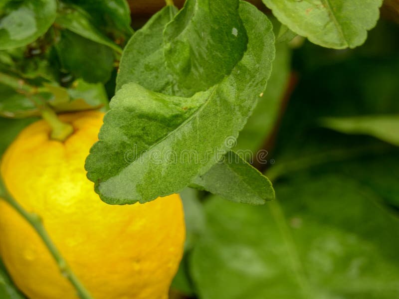 Feuille d'un citronnier image stock. Image du symétrique - 64295571