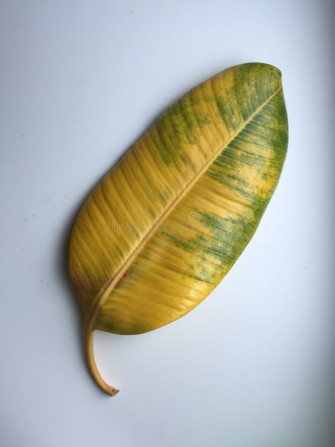 Feuille de ficus image stock. Image du ficus, fermer - 105597271