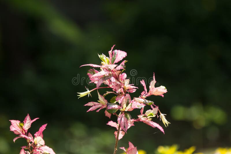 Feuille De Fleur Chinoise Rouge De Ketmie Photo stock - Image du grand ...