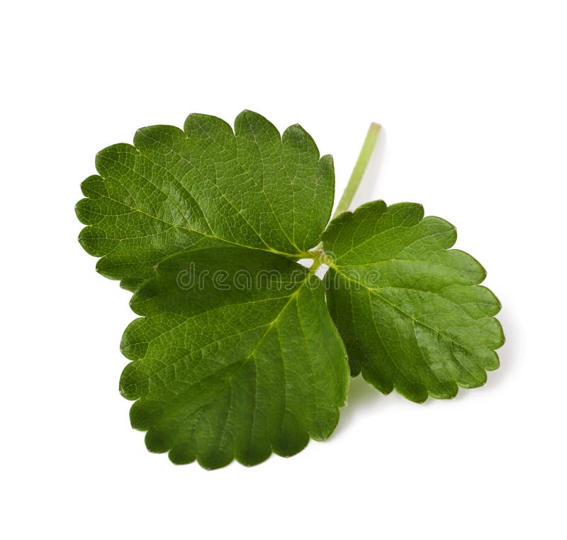 Fleurs Et Feuilles De Fraise D'isolement Sur Le Fond Blanc Image stock ...