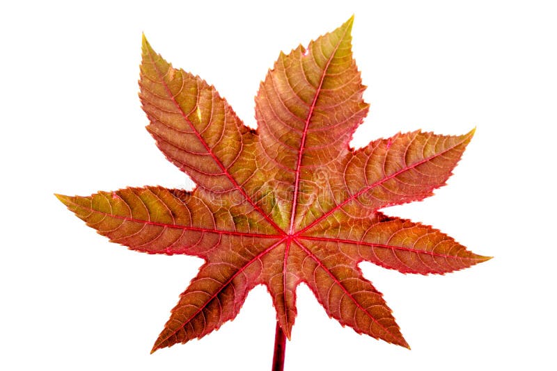 Feuille De Graine De Ricin Ricin, Ricinus Communis Photo stock - Image ...