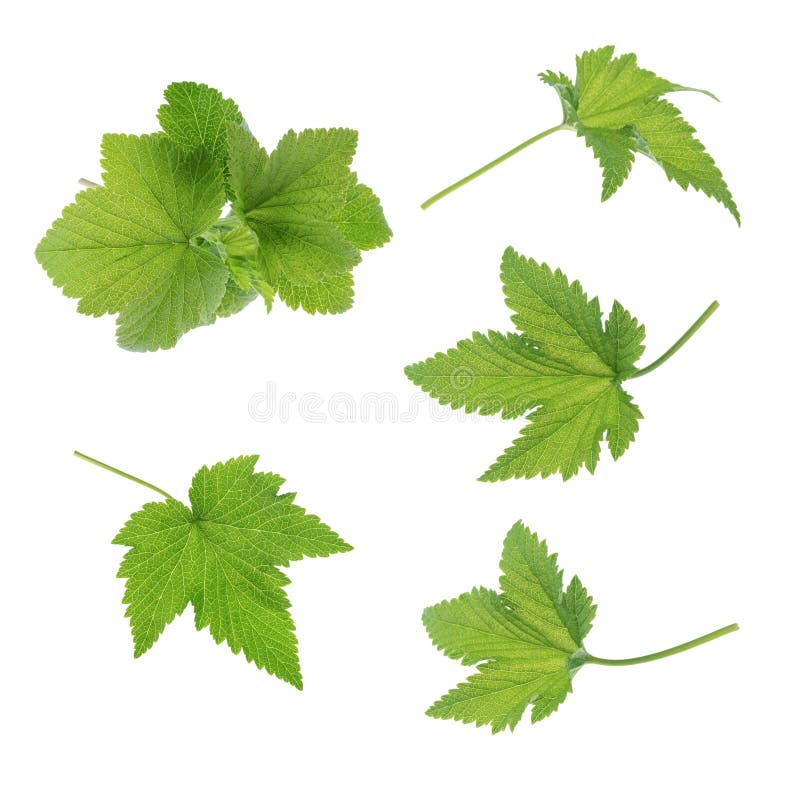 Feuille De Groseille D'isolement Sur Le Fond Blanc Photo stock - Image ...