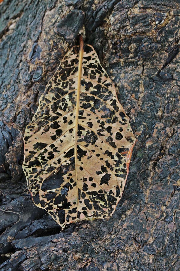 Feuille De Morsure D'insectes Photo stock - Image du lames, dégagement ...