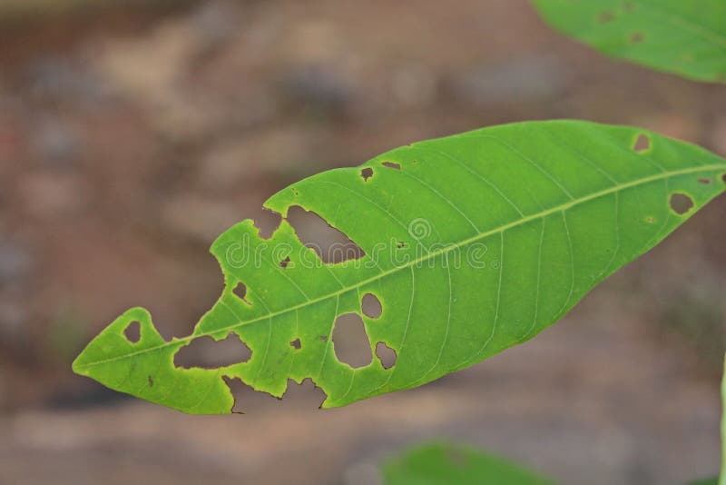 Feuille De Morsure D'insectes Photo stock - Image du lames, dégagement ...