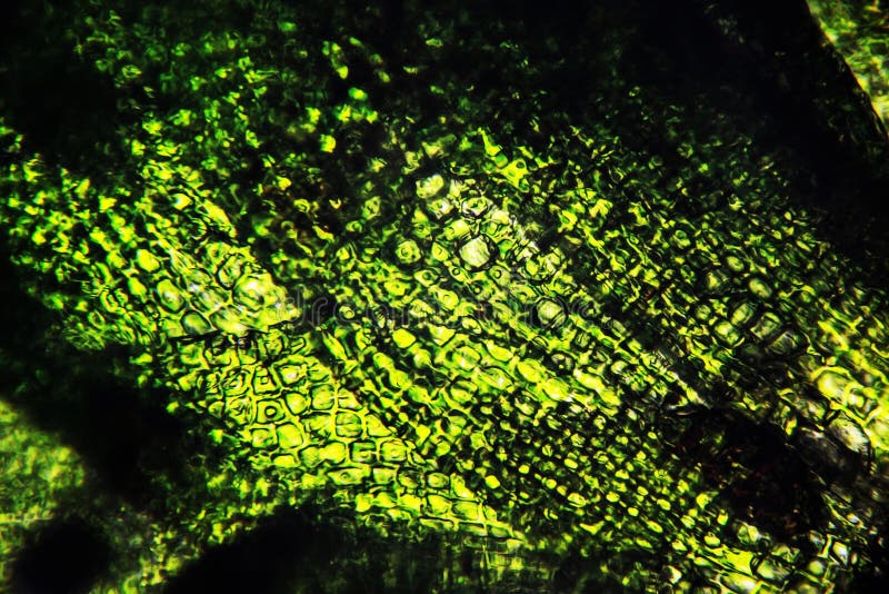 Feuille De Mousse Au Microscope Photo stock - Image du éducation ...