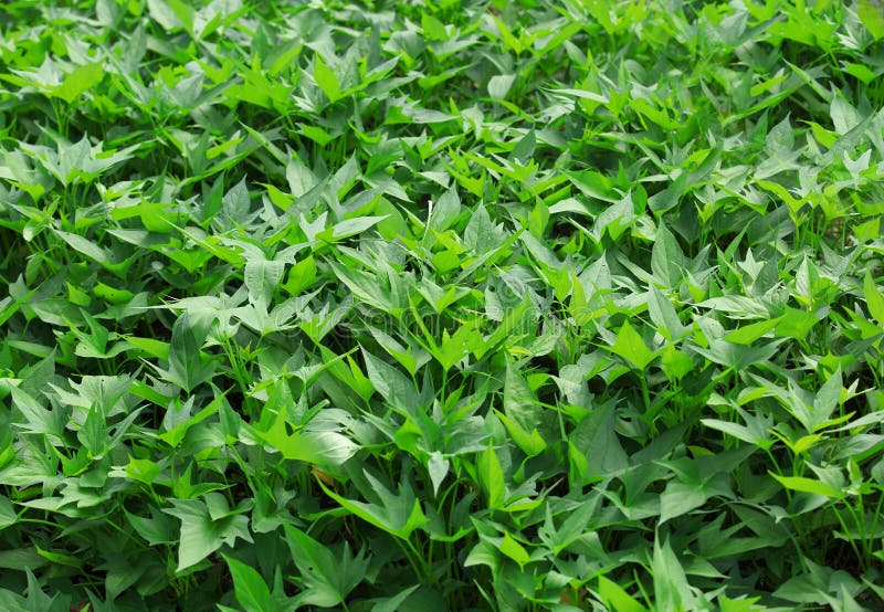 Feuille de patate douce photo stock. Image du zone, collecte - 40247108
