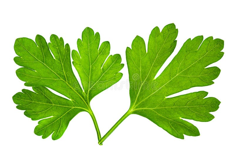 Feuille de persil image stock. Image du aromatique, épice - 45190511