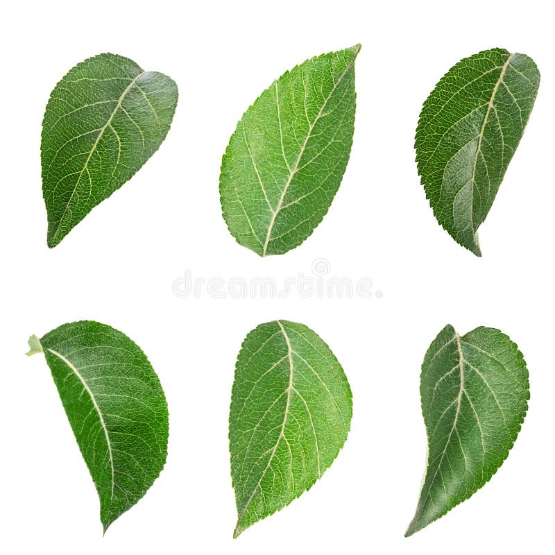 Feuille De Pommier D'isolement Sur Un Blanc Photo stock - Image du ...
