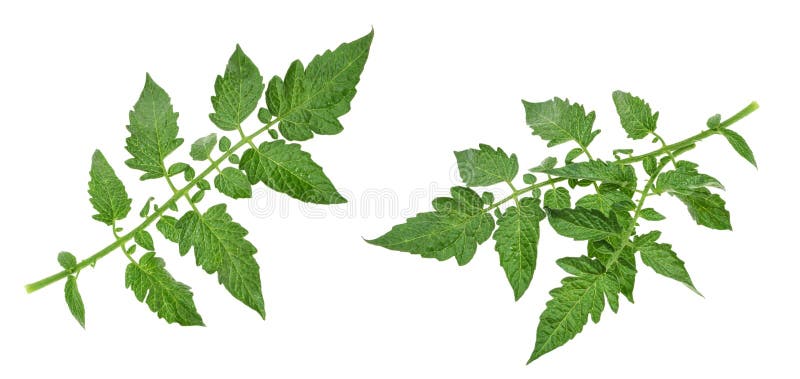 Feuille De Tomate D'isolement Sur Le Fond Blanc Image stock - Image du ...