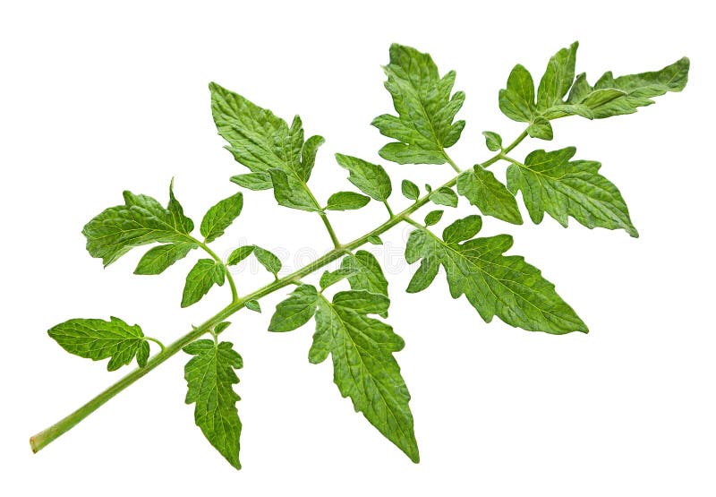 Feuille De Tomate Sur Le Blanc Image stock - Image du image, blanc ...
