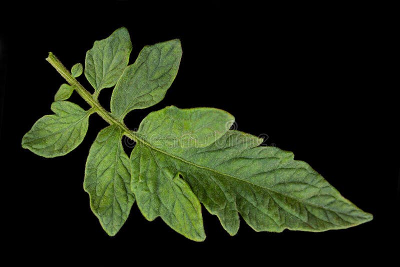 Feuille De Tomate Sur Le Noir Photo stock - Image du centrale, personne ...