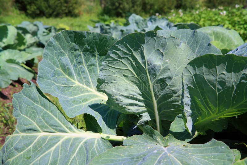 Feuille du chou photo stock. Image du accroissement, boisson - 17906478