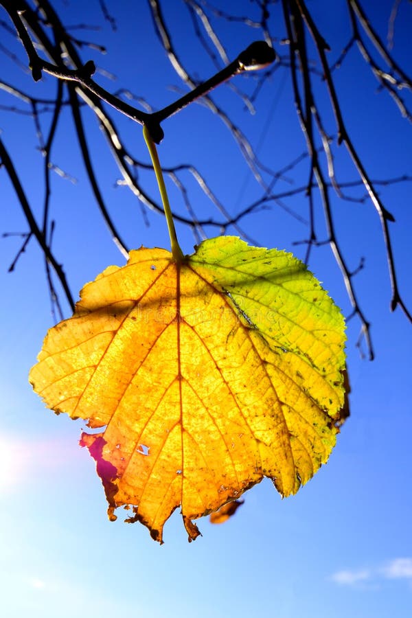 Feuille jaune photo stock. Image du saison, ciel, simple - 62696846