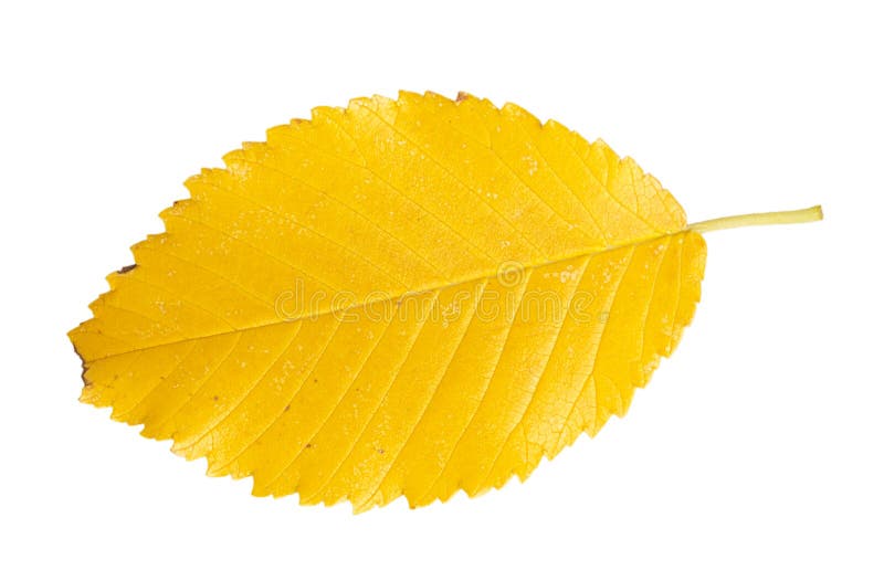 Feuille jaune d'automne image stock. Image du vert, organique - 35941509