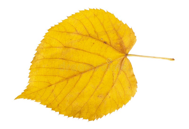Feuille jaune d'automne image stock. Image du vert, organique - 35941509