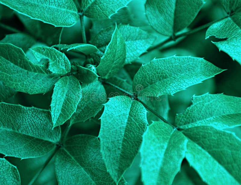 Feuille pointue verte image stock. Image du herbal, jardinage - 33171753