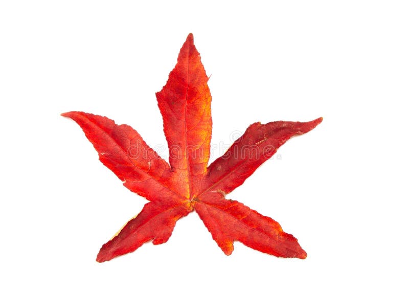 Feuille rouge d'automne photo stock. Image of détail - 48264936