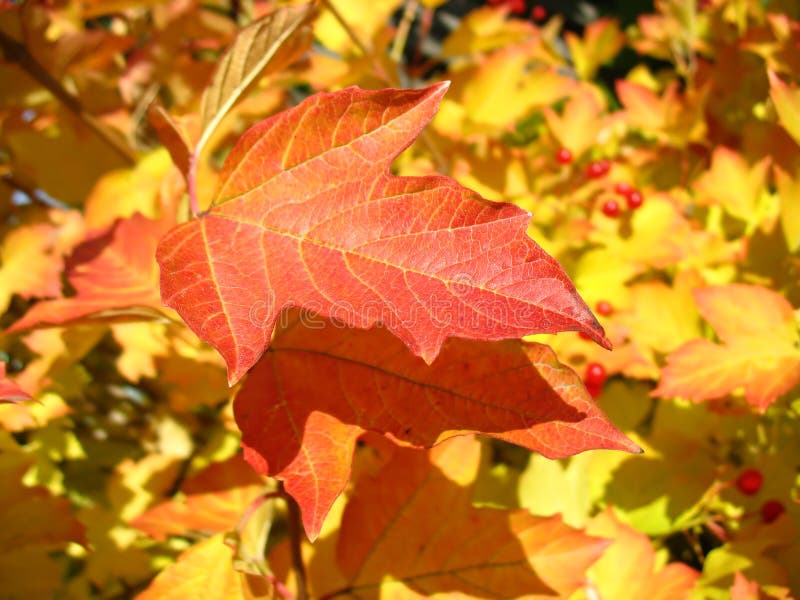 Feuille Rouge De Viburnum En Automne Macro Image stock - Image du ...