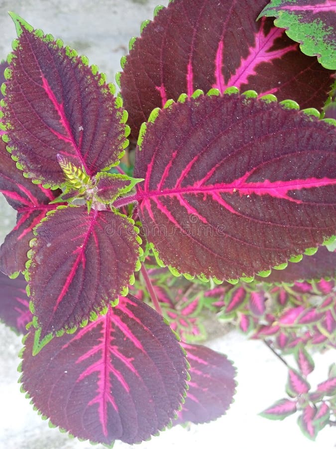 Feuille rouge image stock. Image du stationnement, lame - 264571813