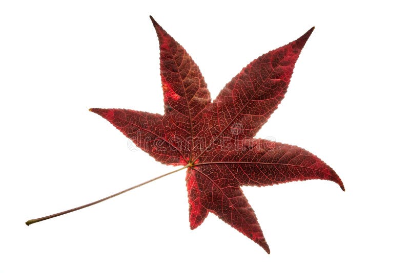 Feuille Rouge Simple D'isolement D'arbre De Liquidambar Image stock ...
