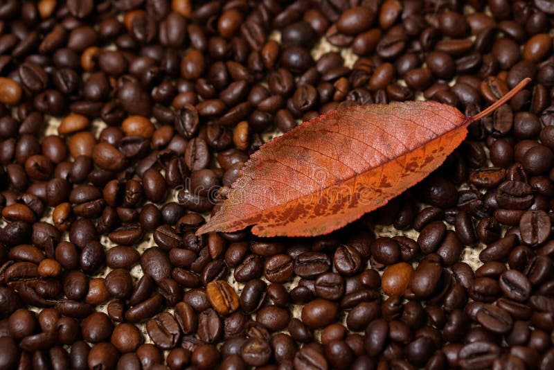 Feuille Sur Des Grains De Café Photo stock - Image du rôti, automne ...