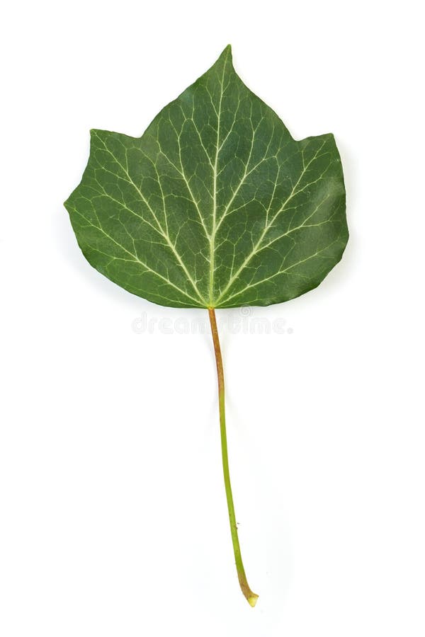 Photos de Feuille Simple De Lierre - Photos de stock gratuites et ...