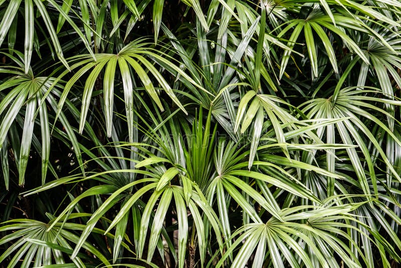 Feuille Verte D'usine D'arbre De Papyrus Image stock - Image du ...