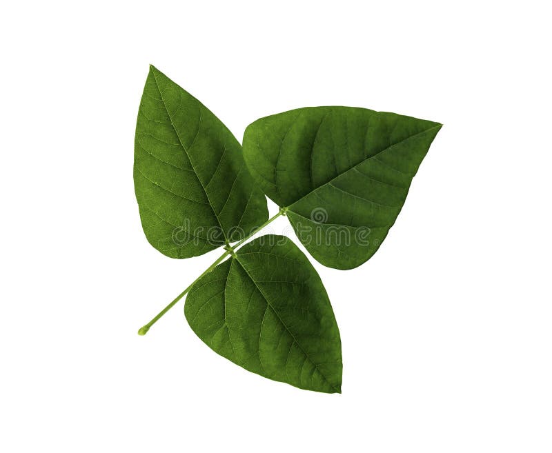 Feuille Verte De Haricot Winged D'isolement Photo stock - Image du sain ...