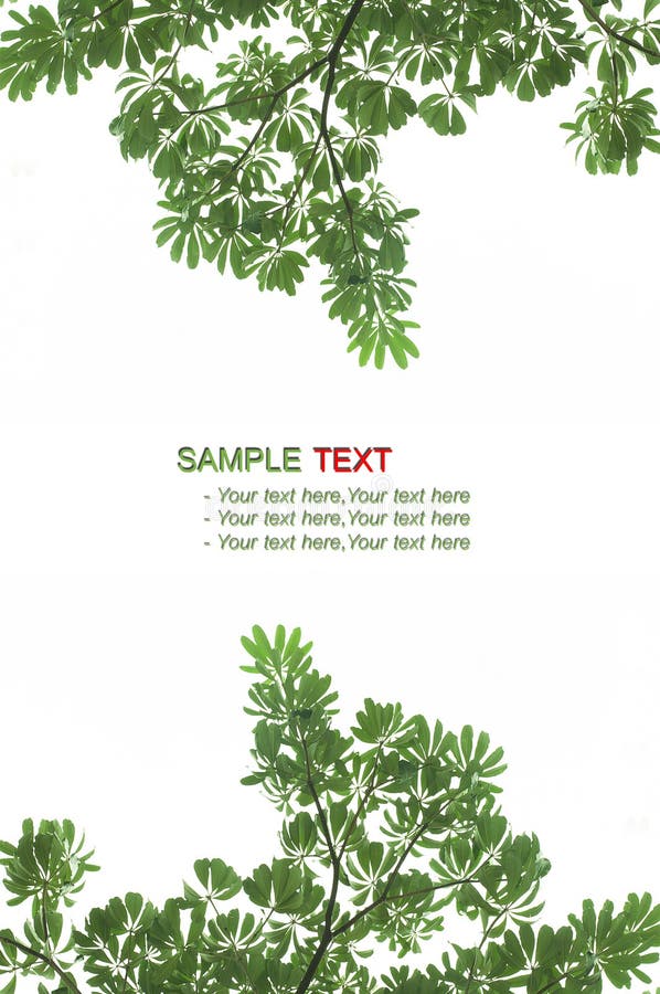 7,362 Texture Verte De Buisson Photos libres de droits et gratuites de ...