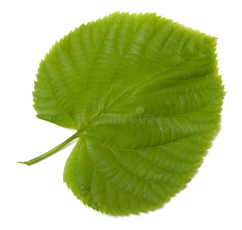 Feuille Verte De Tilleul-arbre Image stock - Image: 58353379 Feuille Verte De Tilleul-arbre Image stock - Image: 58353379