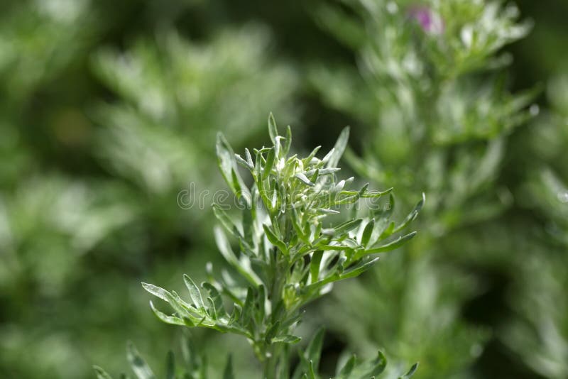Feuilles d'absinthe photo stock. Image du sauvage, herbe - 73293800