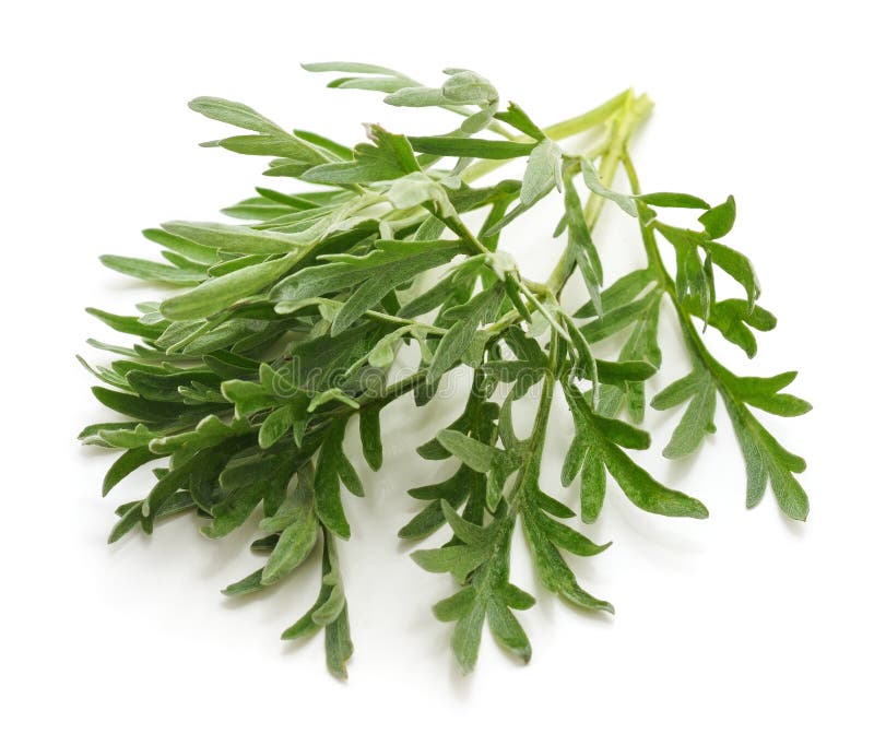 Feuilles d'absinthe image stock. Image du pharmacie - 154787625